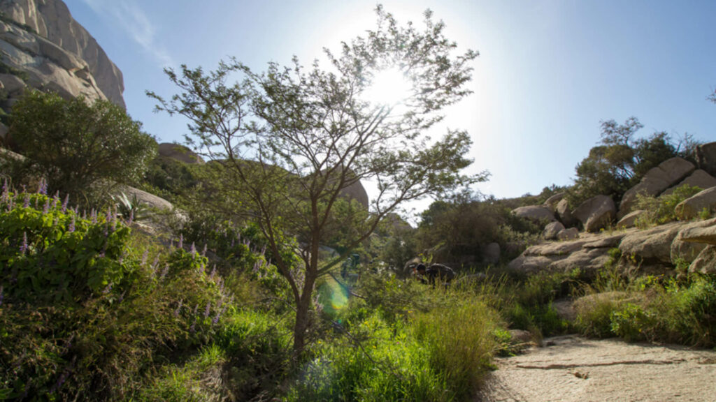 Top 6 Beautiful Winter Destinations in Saudi Arabia - Umrahme