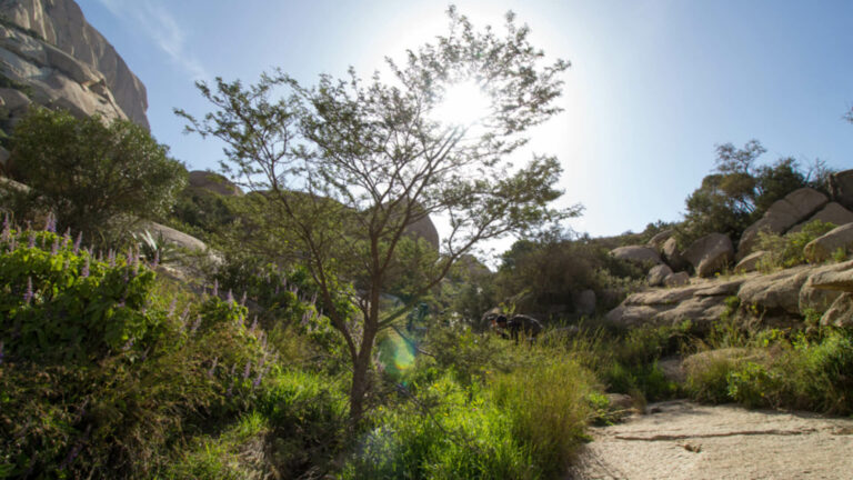 Top 6 Beautiful Winter Destinations in Saudi Arabia - Umrahme